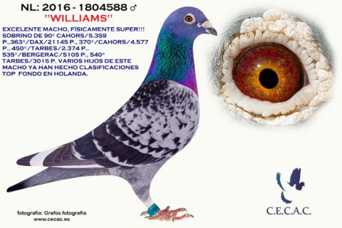 ESP: 2022-97129-H♀ PIET LAZEROMS | Subastas Palomas