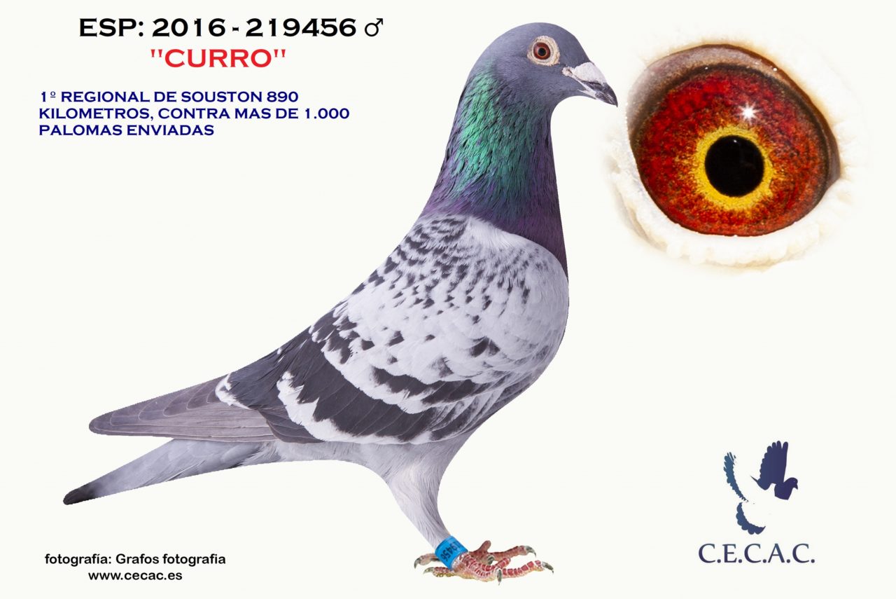 ESP: 2021-164224-M♂ JAN ARDEN/PIET LAZEROMS | Subastas Palomas